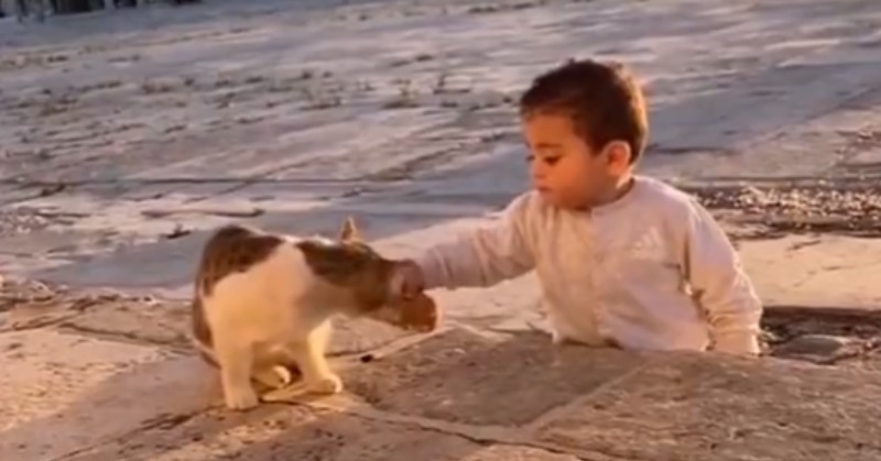 Video Shows Kid Sharing Food With Cat