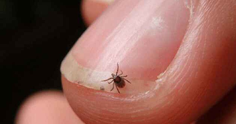 Over 2,800 Cases, 8 Deaths In Odisha From Scrub Typhus: All You Need To ...