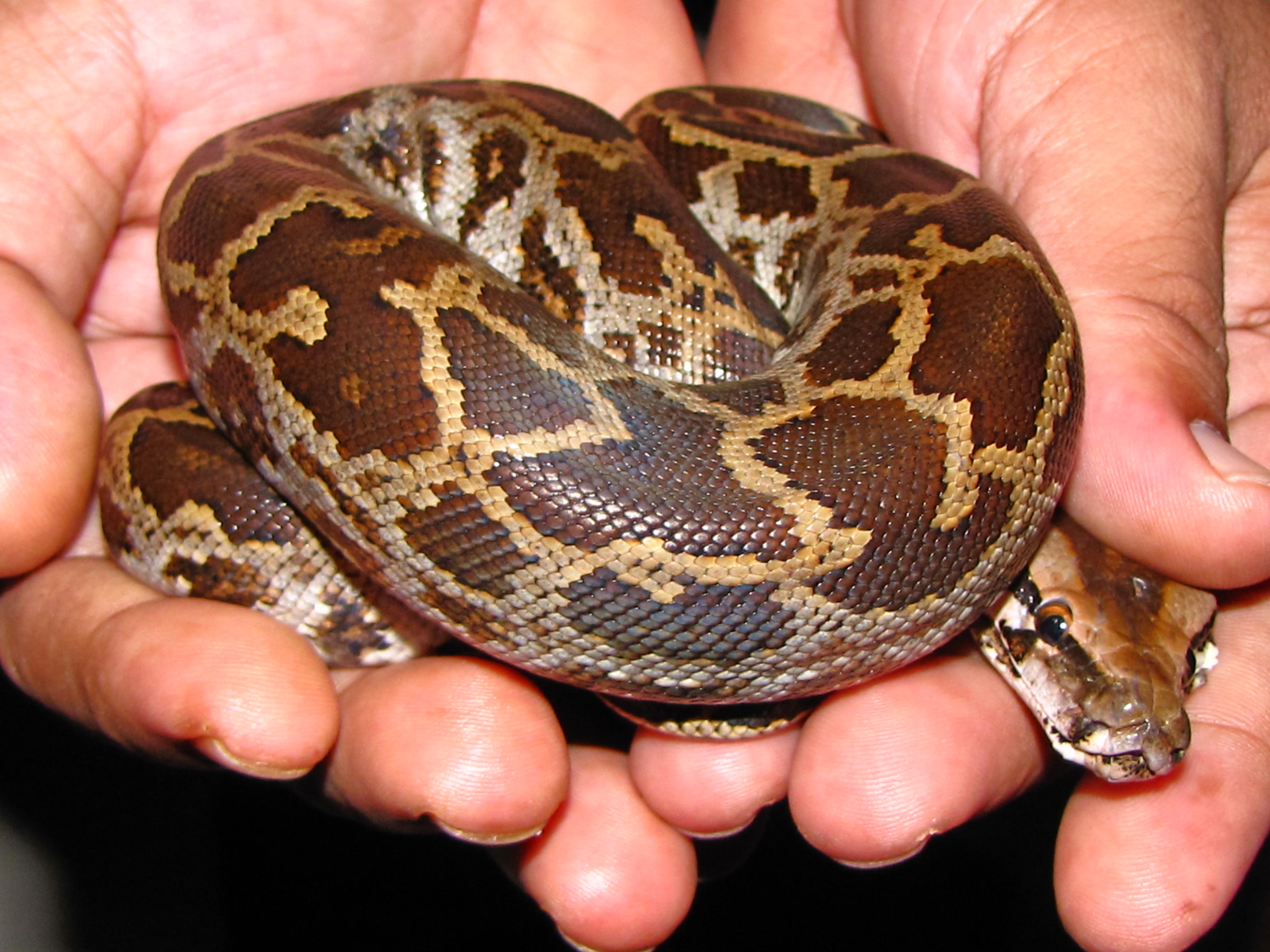 वीडियो: कुएं के अंदर फंस गया था अजगर, एक महिला ने अपनी जान जोखिम में ...