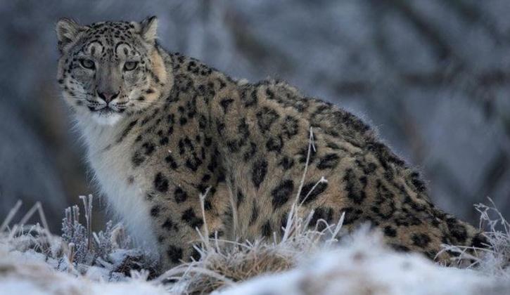Watch: Breathtaking Video Of Snow Leopard Chasing Mountain Goats Will Give You Chills Down Your ...