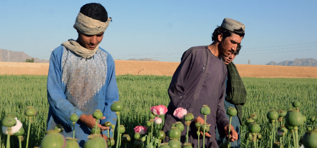 Explained: The Impact Of Opium Ban On The Economy Of Afghanistan