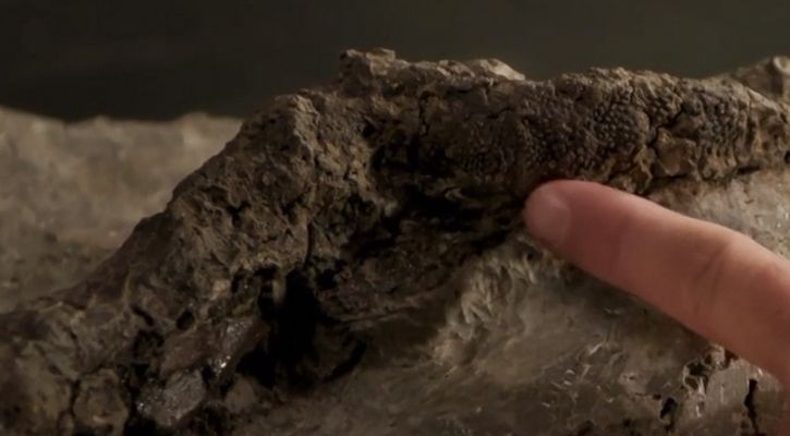 Scientists Discover Fossil Of A Dinosaur Killed In Asteroid Collision ... Scientists Discover Fossil Of A Dinosaur Killed In Asteroid Collision ...