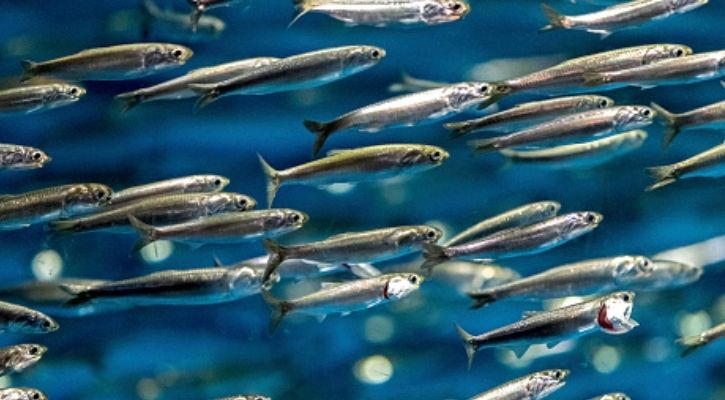 Movement Of Fish Plays A Key Role In The Motion Of Ocean Water, Study Finds