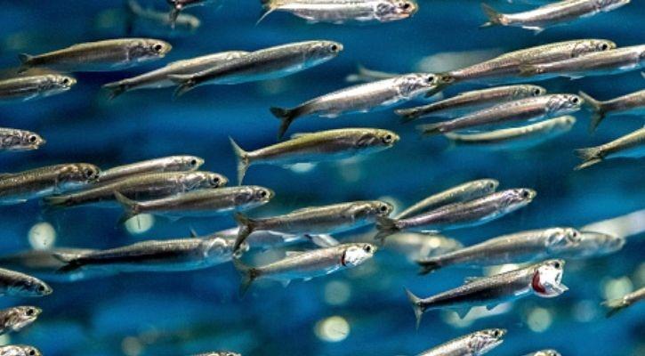 Movement Of Fish Plays A Key Role In The Motion Of Ocean Water, Study Finds