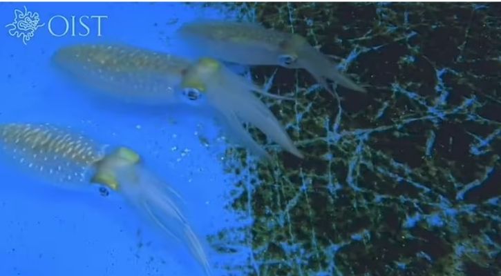 Watch: Squids Seen Changing Their Body Colour On Camera For The First Time