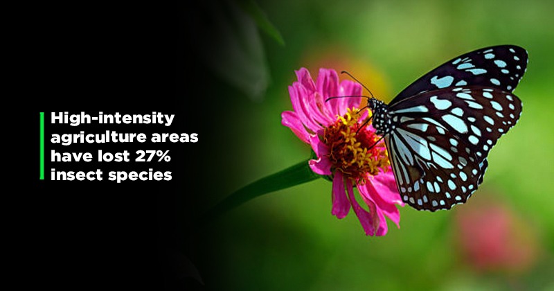 Many Parts Of The World Are Heading For An 'Insect Apocalypse', Study ...