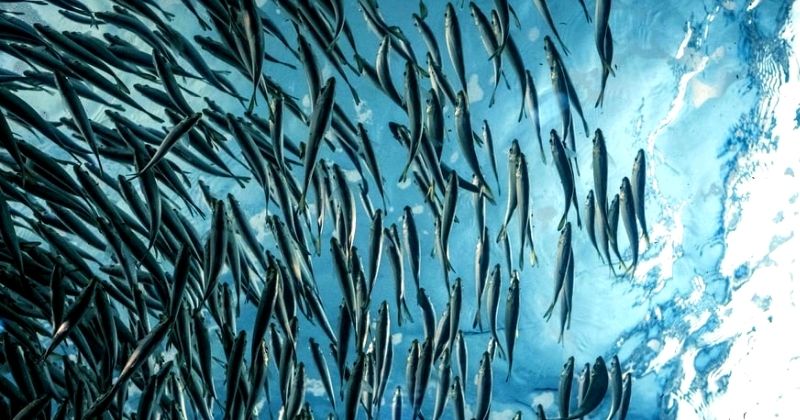 Movement Of Fish Plays A Key Role In The Motion Of Ocean Water, Study Finds