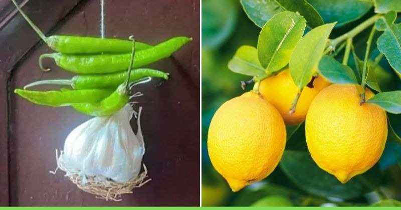 नींबू के भाव बढ़े तो बुरी नज़र से बचने के लिए 'लहसुन ने संभाला कार्यभार ...