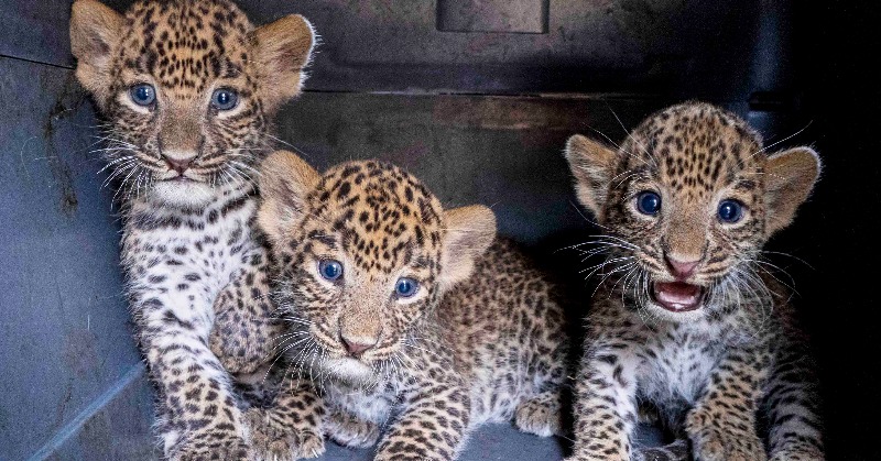 Four Leopard Cubs Found In Sugarcane Field Reunite With Mother For ...