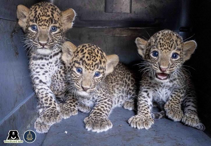 Four Leopard Cubs Found In Sugarcane Field Reunite With Mother For ...