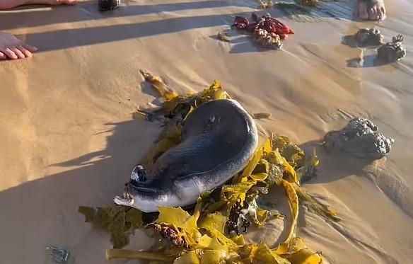 Bizarre-looking Creature Washes Ashore On Bondi Beach Bizarre-looking Creature Washes Ashore On Bondi Beach
