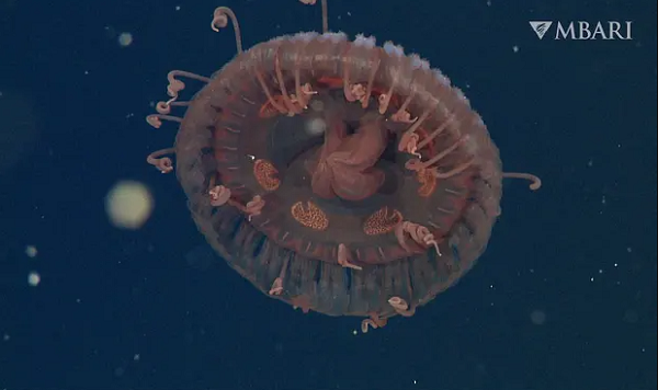 Atolla Jellyfish Discovered Off California Coast