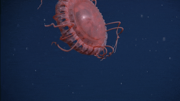 Atolla Jellyfish Discovered Off California Coast
