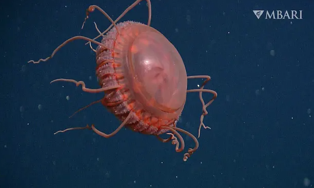 Atolla Jellyfish Discovered Off California Coast