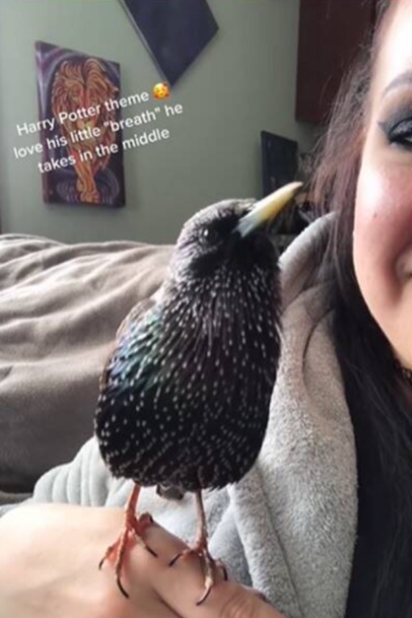 Bird Sings Harry Potter Theme Song