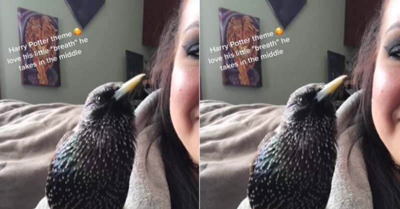 Bird Sings Harry Potter Theme Song