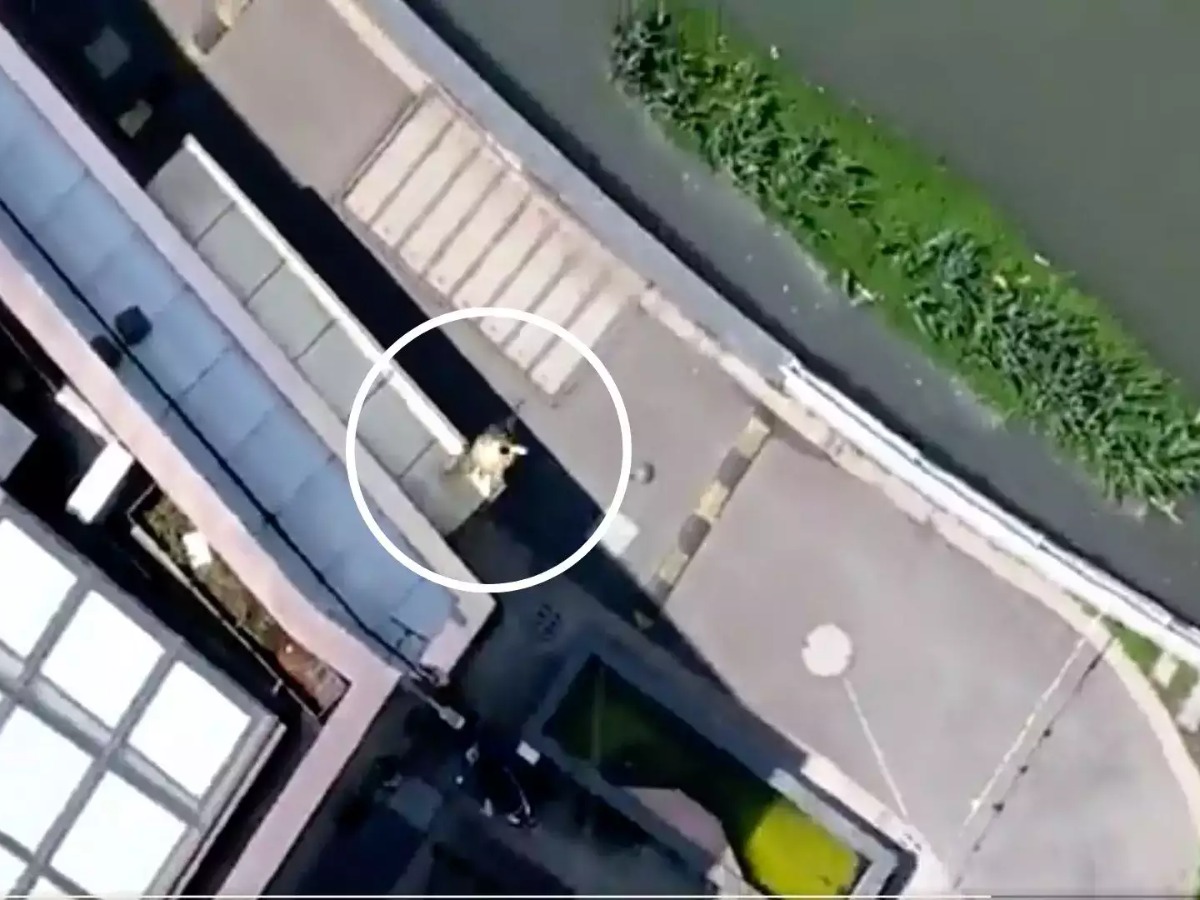 Viral Video Shows Drone Catching Fish