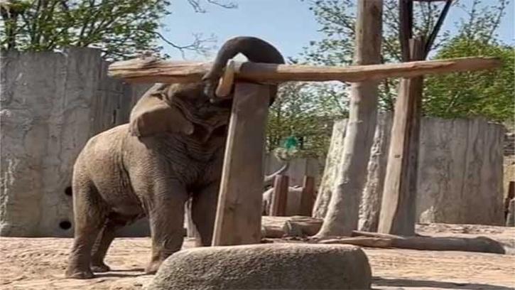 Elephant Places Log Perfectly Over Pillar In Viral Video