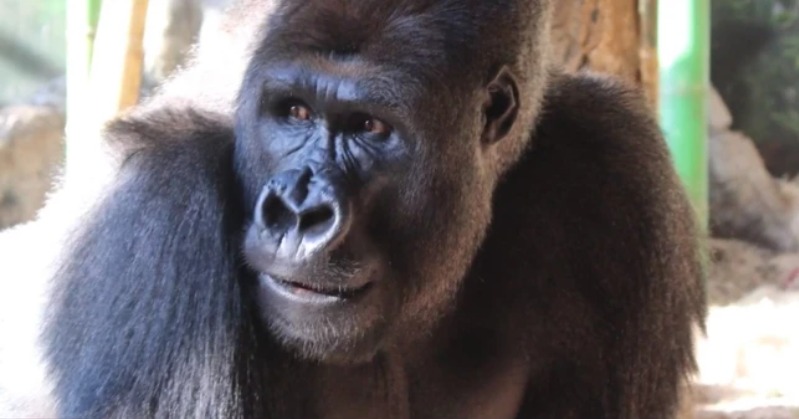 Gorilla With Smartphone Addiction Gets Screen Time Cut Down