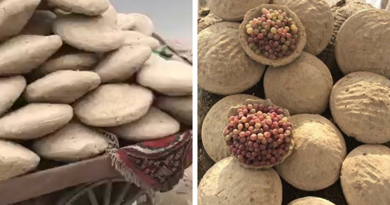 Watch: This Is How Grapes Are Preserved In Clay Pots In Afghanistan