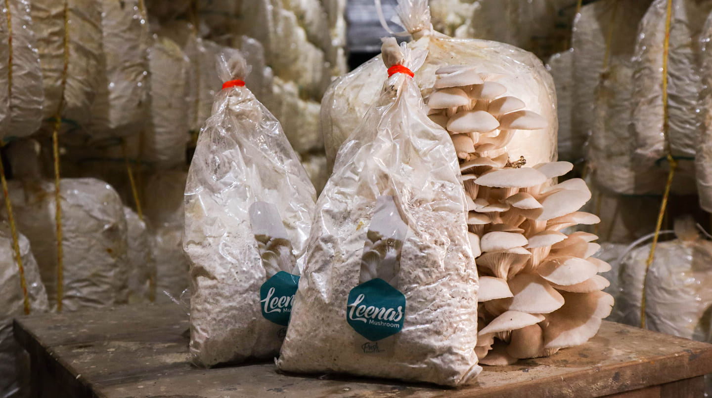 Meet The Mushroom Farming Mother-Son Duo Making Rs 40,000 A Day