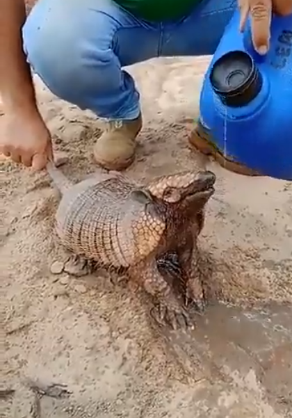Man Gives Water To Armadillo