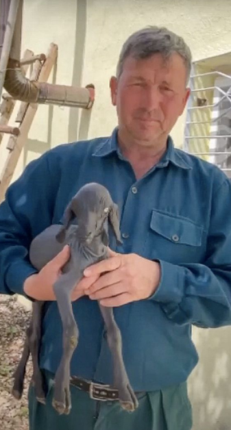 Mutant Goat Born Hairless And With Jet Black Skin