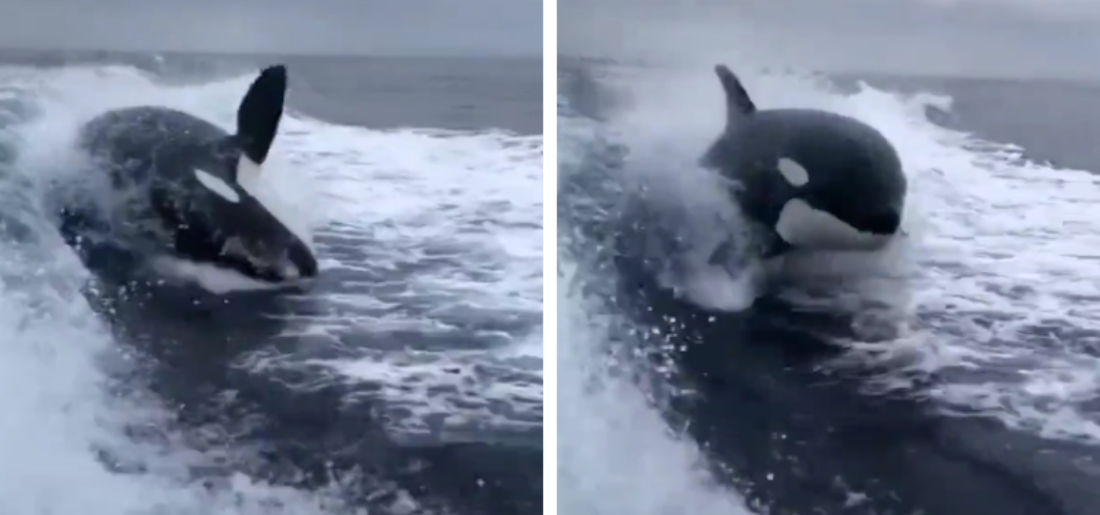 Killer Whale Tries To Catch Up To Speedboat