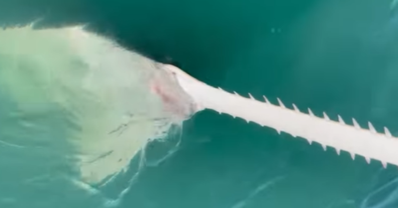 Fisherman Reels In Rare Endangered Sawfish In US