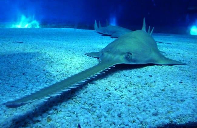 Fisherman Reels In Rare Endangered Sawfish In US
