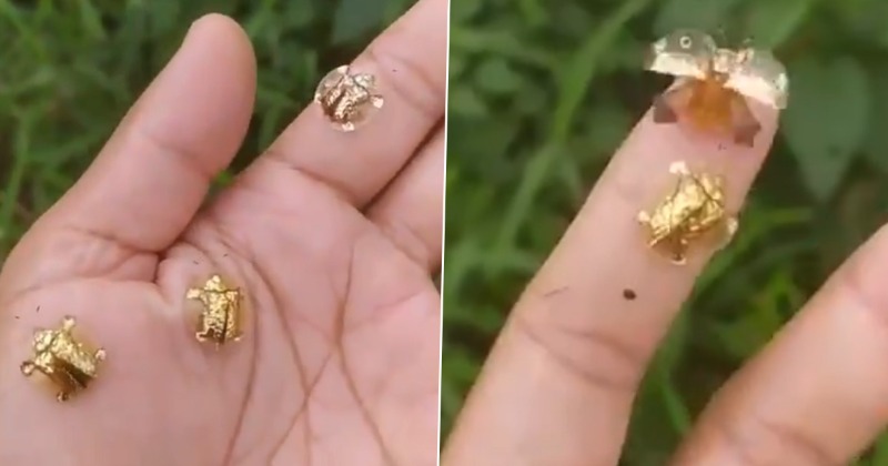 Viral Video Of Golden Tortoise Beetles Leaves The Internet Awestruck