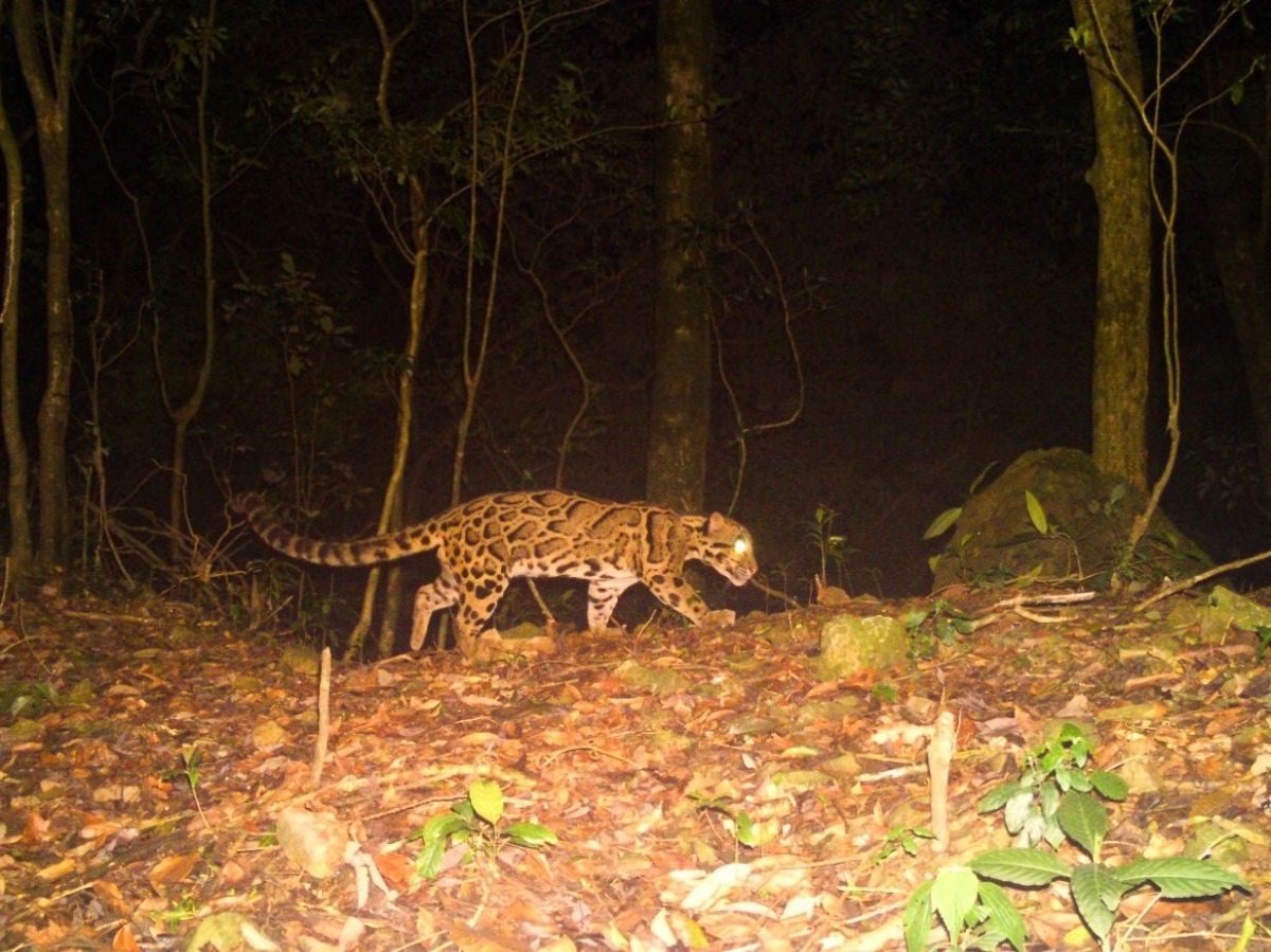 Extremely Rare Clouded Leopard Caught On Camera In West Bengal's Buxa ...
