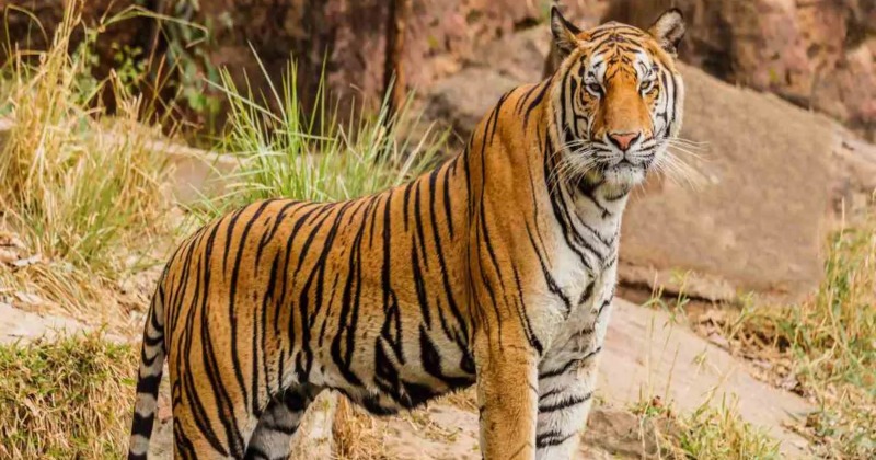 Tigers Enjoy A Pool Party