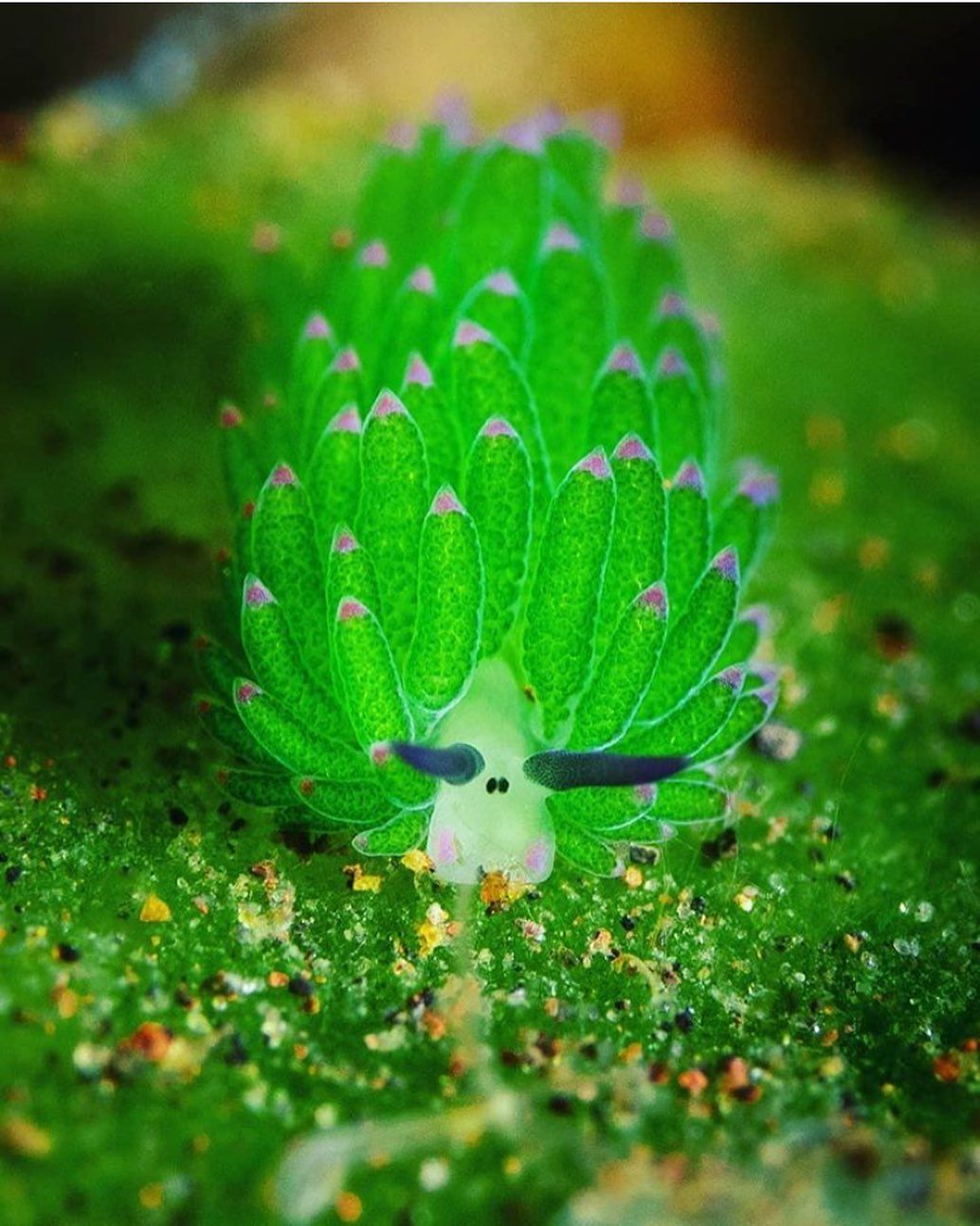 Leaf Sheep: समु्द्र का अनोखा प्राणी जो पौधों की तरह Photosynthesis कर ...