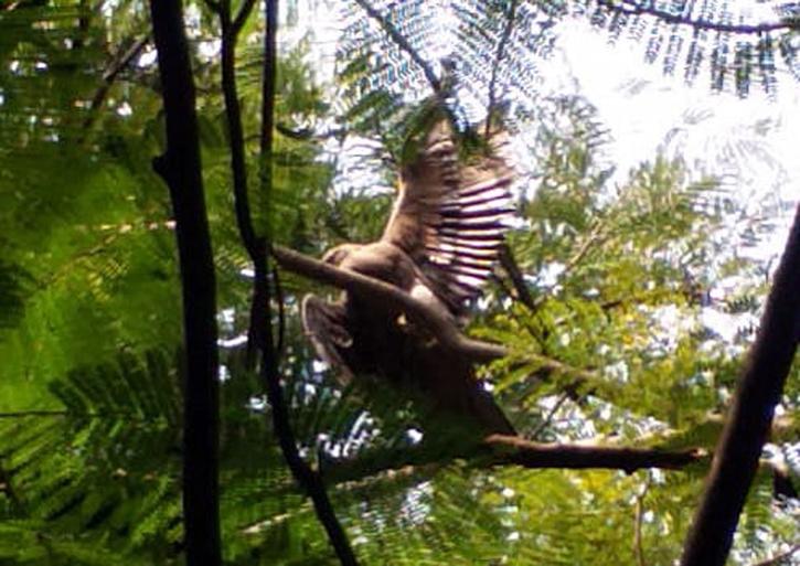 The Leftover Of Kite Flying Celebrations - A Lot Of Broken Strings And ...