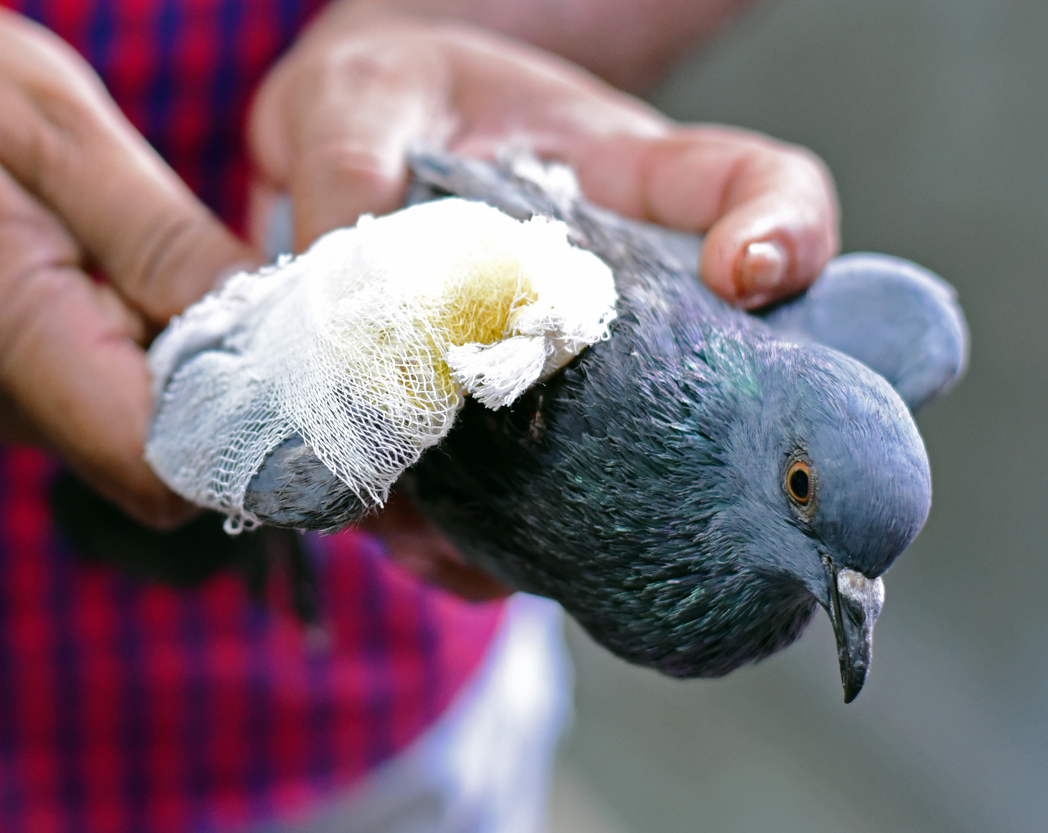 The Leftover Of Kite Flying Celebrations - A Lot Of Broken Strings And ...