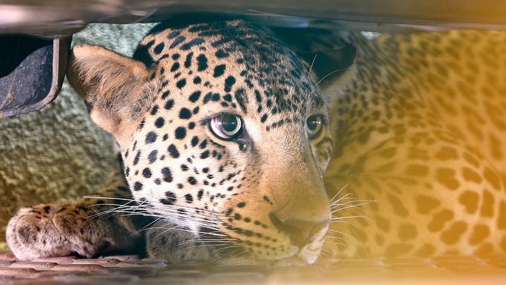 Leopard Killed By Tribal Man In Kerala As Human-Animal Conflict ...