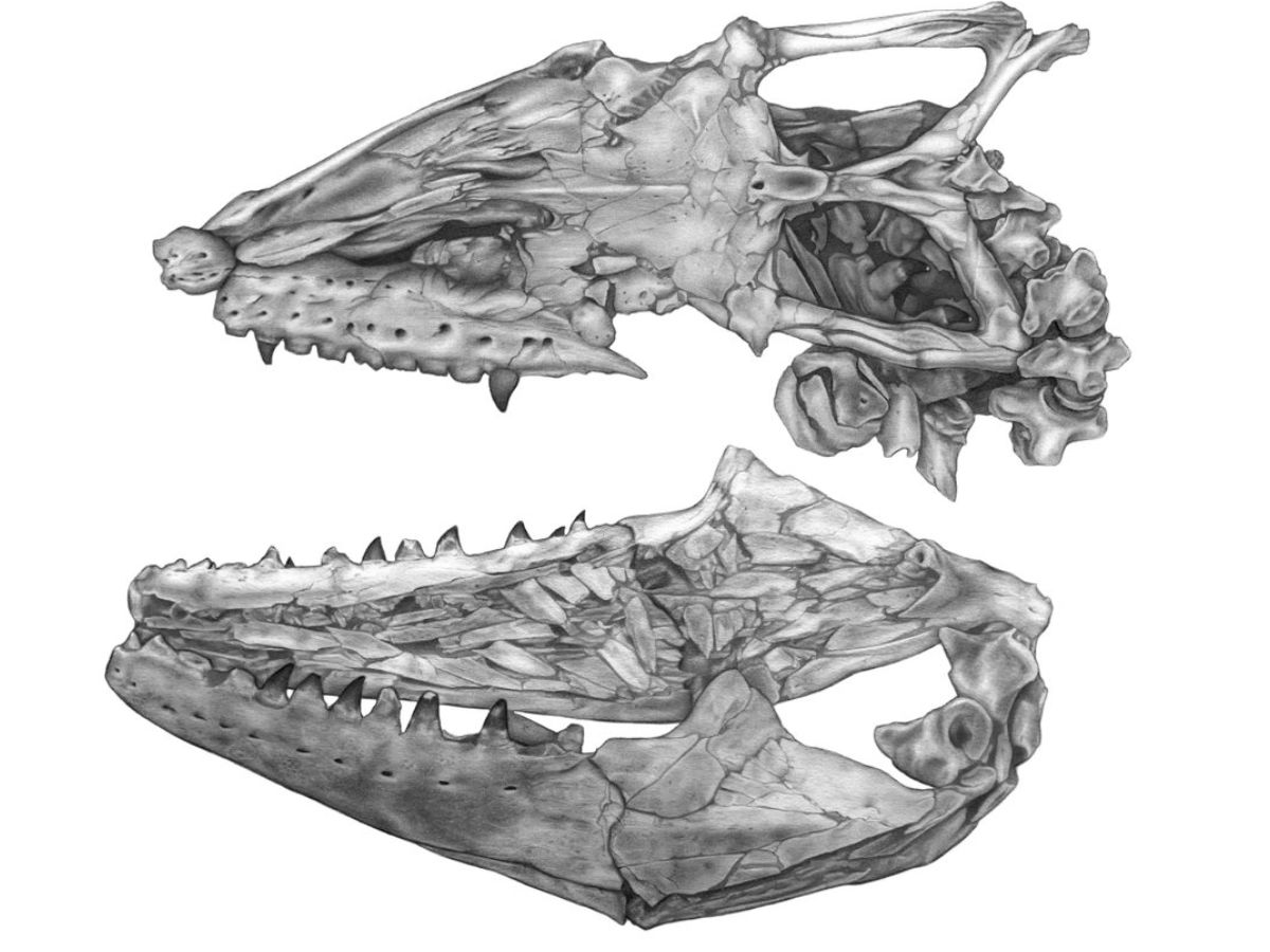 Fossils Of A Massive Sea Lizard That Ruled The Oceans 66 Million Years ...
