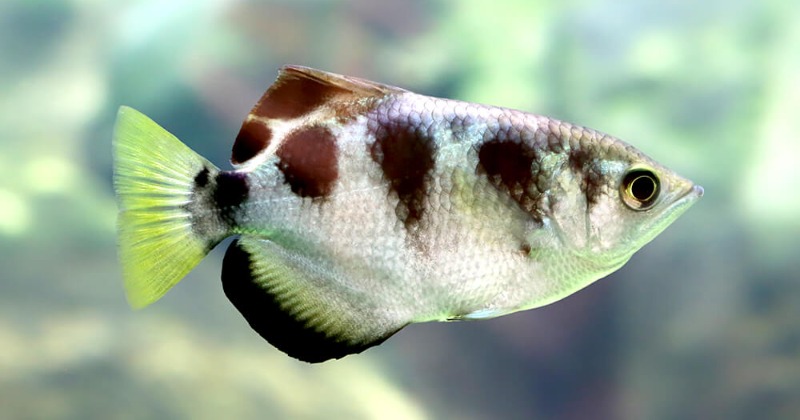 Archerfish: मुंह से पानी के तीर चलाने वाली अनोखी मछली, पानी के बाहर ...