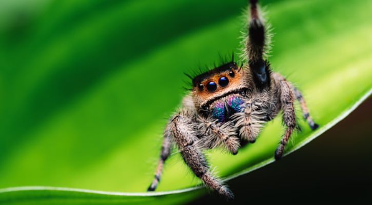 Spiders Have REM Sleep Like Humans, Could Have Dreams Too, Finds Study