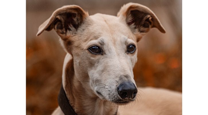 Dogs Cry Out Of Happiness When They're Reunited With Their Human, Finds ...
