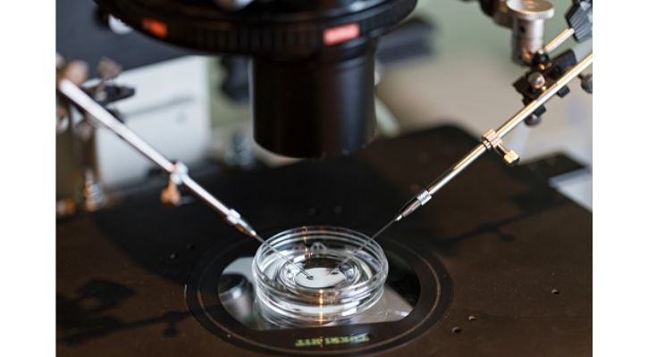 Artificial Embryo With A Brain, Beating Heart Grown Using Mouse Stem Cells