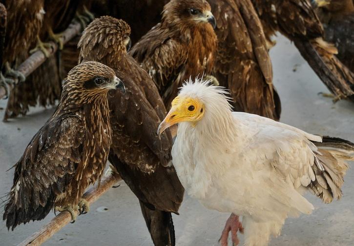 The Leftover Of Kite Flying Celebrations - A Lot Of Broken Strings And ...