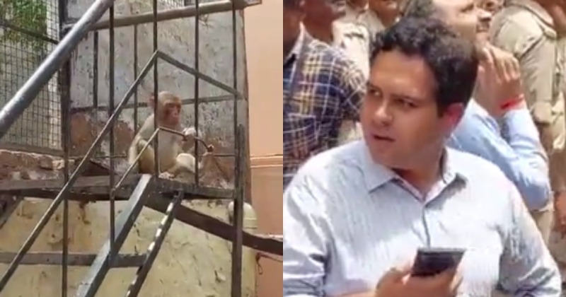 Monkey Steals Mathura District Magistrate's Glasses During His Field ...