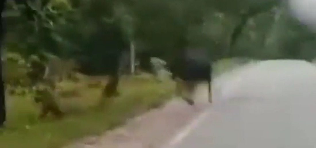 Bull Scares Away Tiger In Viral Video
