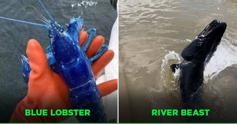 18 Rarest Animals In The World With Facts And Photos