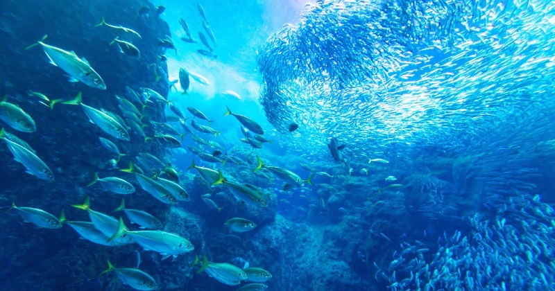 Explained: Samudrayaan, India's First Manned Submersible To Study ...