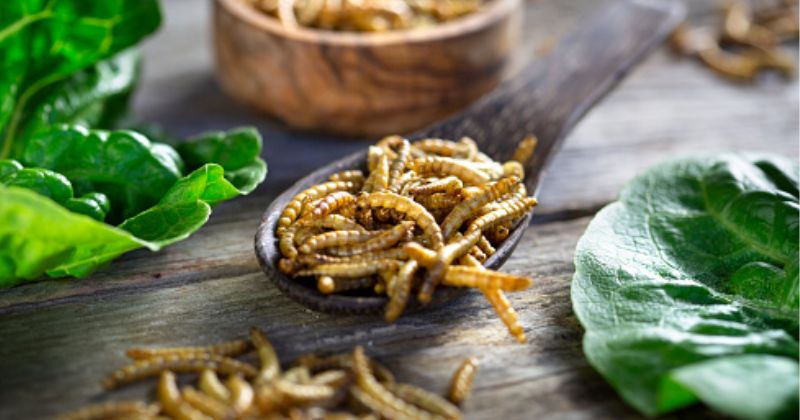 Insects Could Get Tastier By Giving Meat-Like Flavours That’ll Help ...