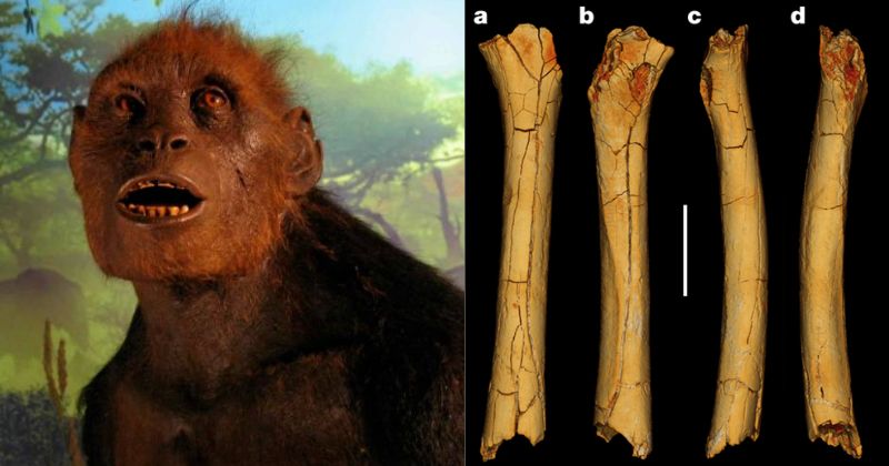Human Ancestors Started Walking On Two Feet Over 7 Million Years Ago, Finds Study
