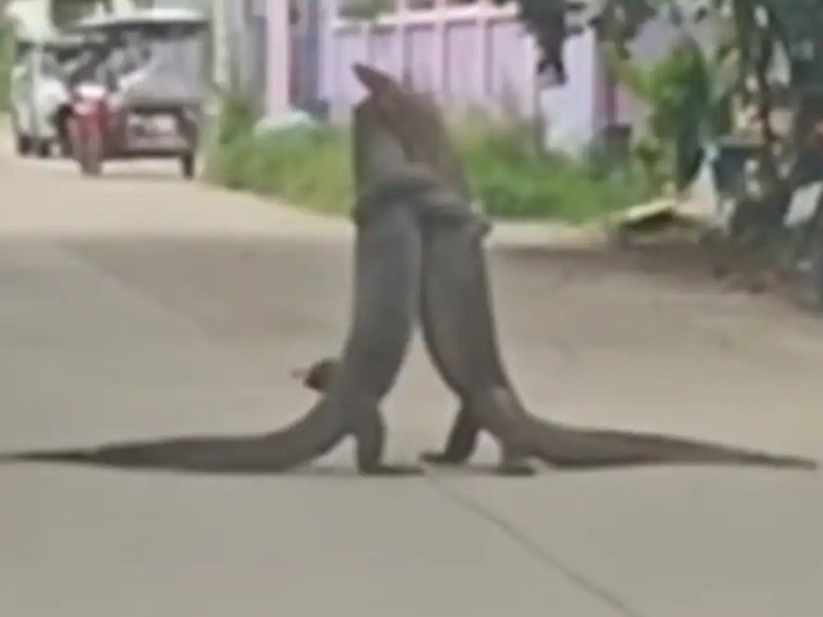 Monitor Lizards Wrestling On Road Hold Up Traffic In Thailand